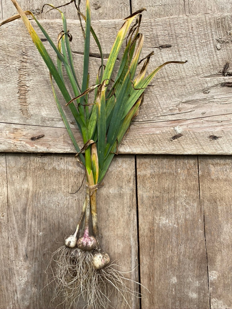French Rocambole Garlic - Paperboat Farms